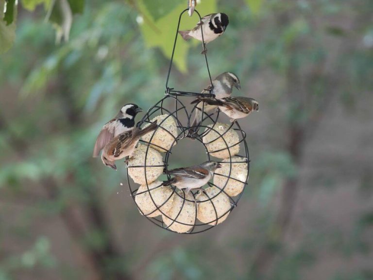 The Ultimate Guide To Bird Feeders | Westerman's