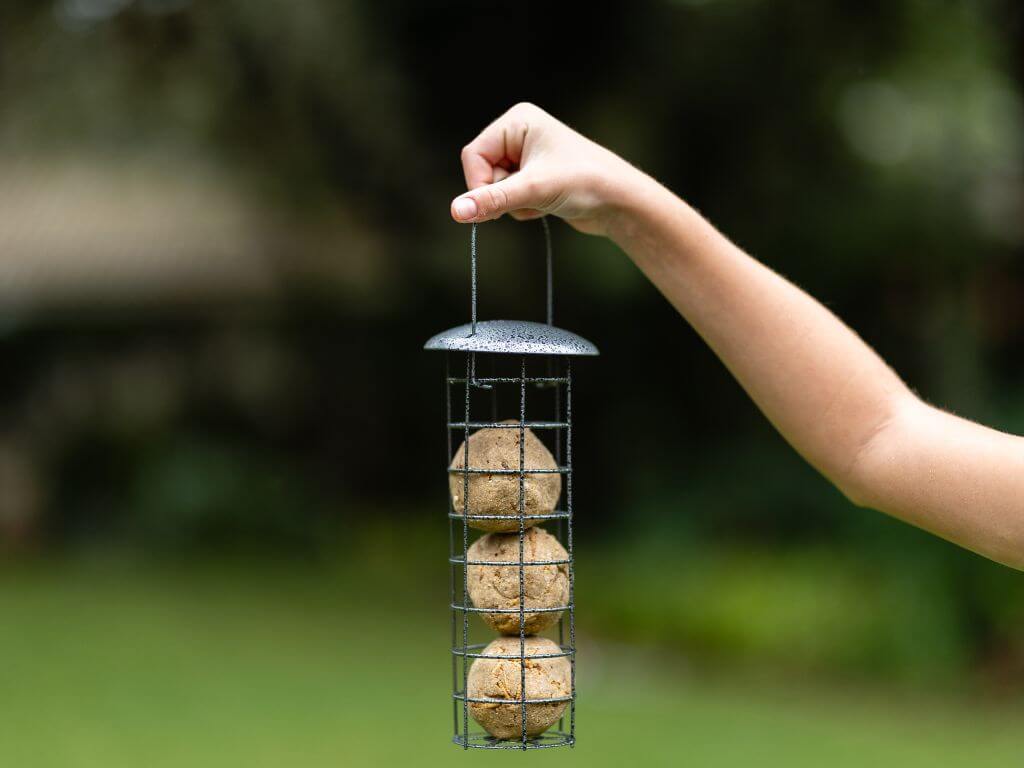 Everything you need to know about suet balls for birds • Westerman's