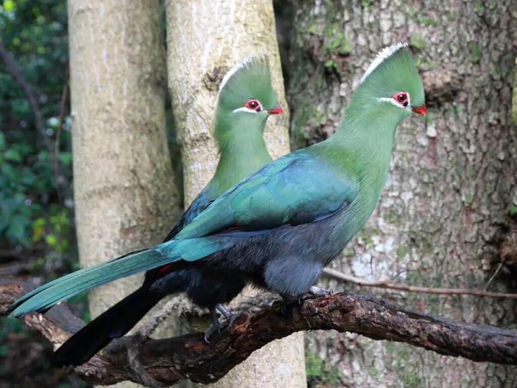 Love In The Skies: The Art Of Bird Mating
