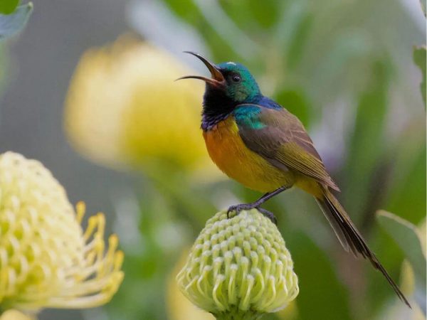 How To Start Your Beginner Birding Journey | Birding 101