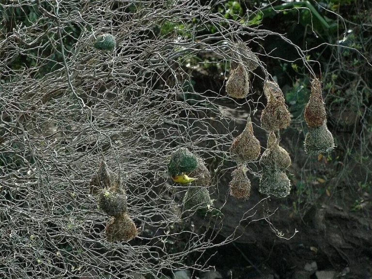 Types Of Bird Nests | Westerman’s Birding Blog