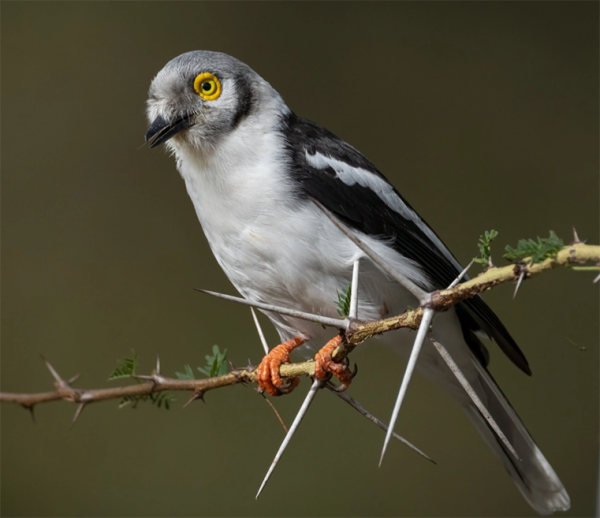 Westerman’s Bird Of The Month • Competitions • Win